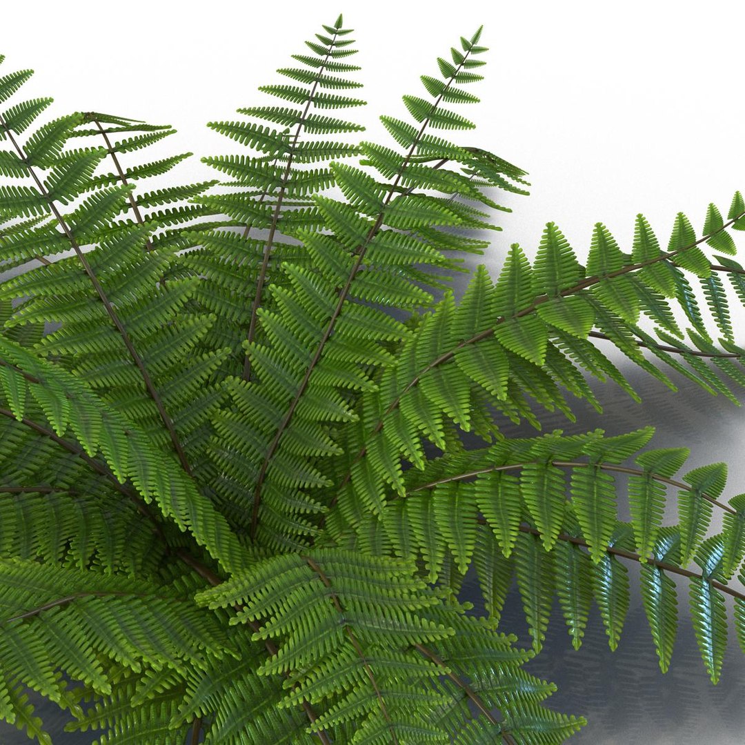 Fern Realistic 3d Model