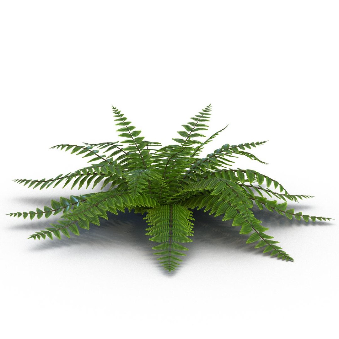 Fern Realistic 3d Model