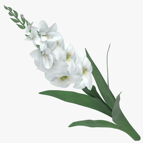 modelo 3d Gladiolo - Blanco - TurboSquid 1392133