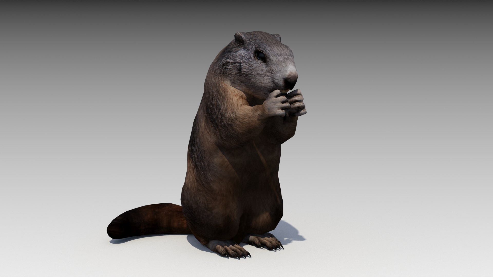 3D Model Marmot - TurboSquid 1657346