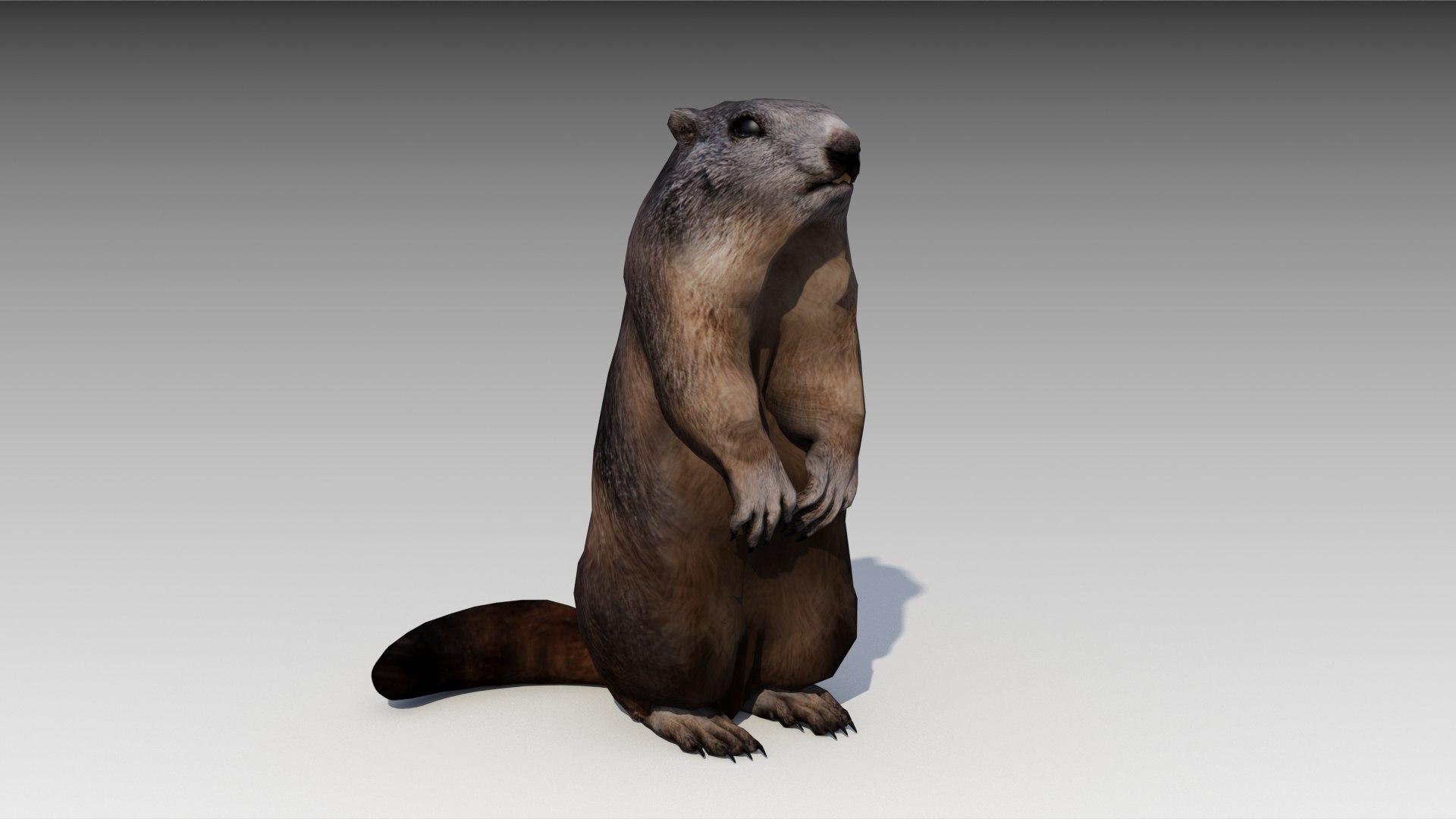 3D Model Marmot - TurboSquid 1657346