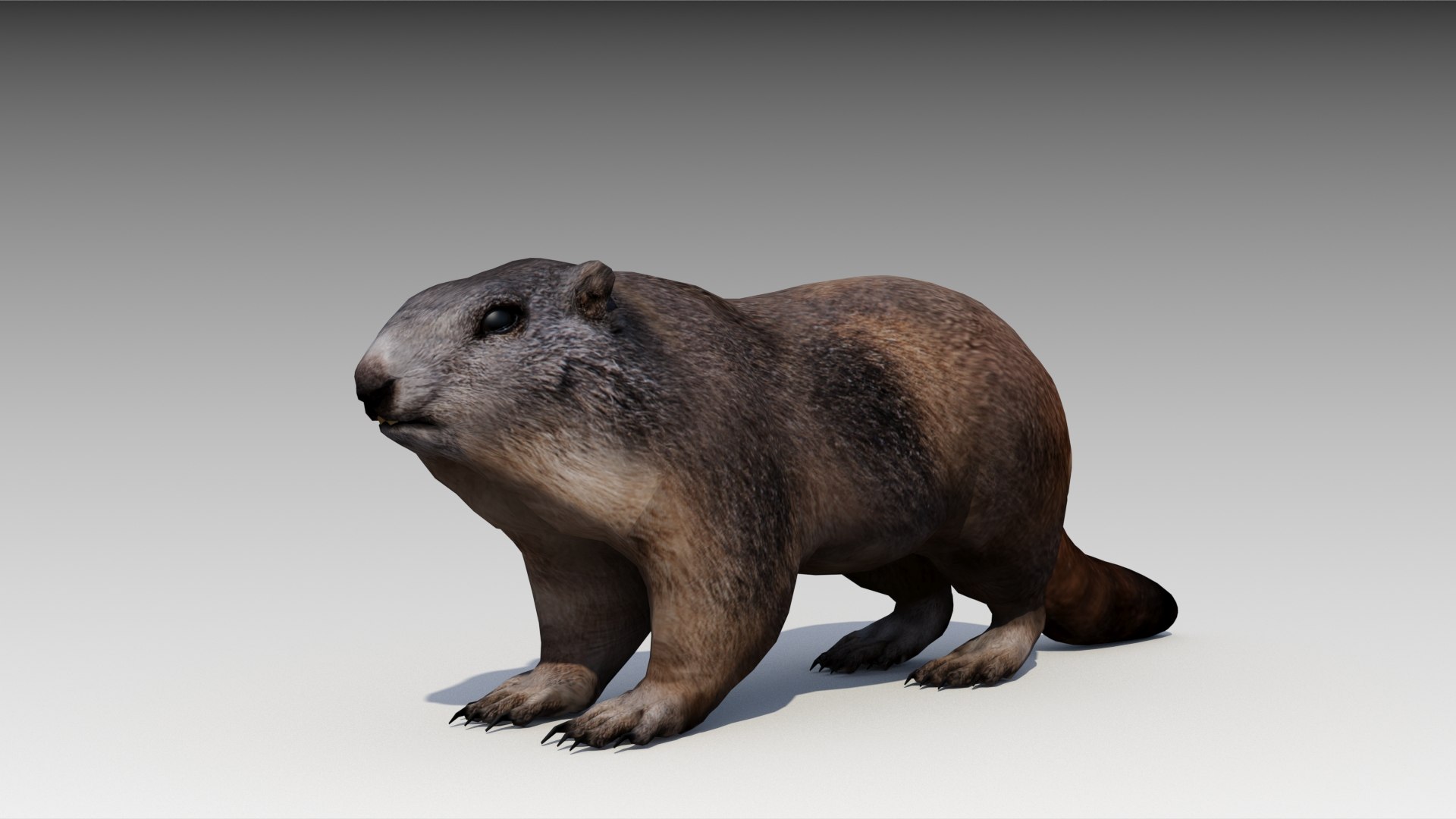 3D Model Marmot - TurboSquid 1657346