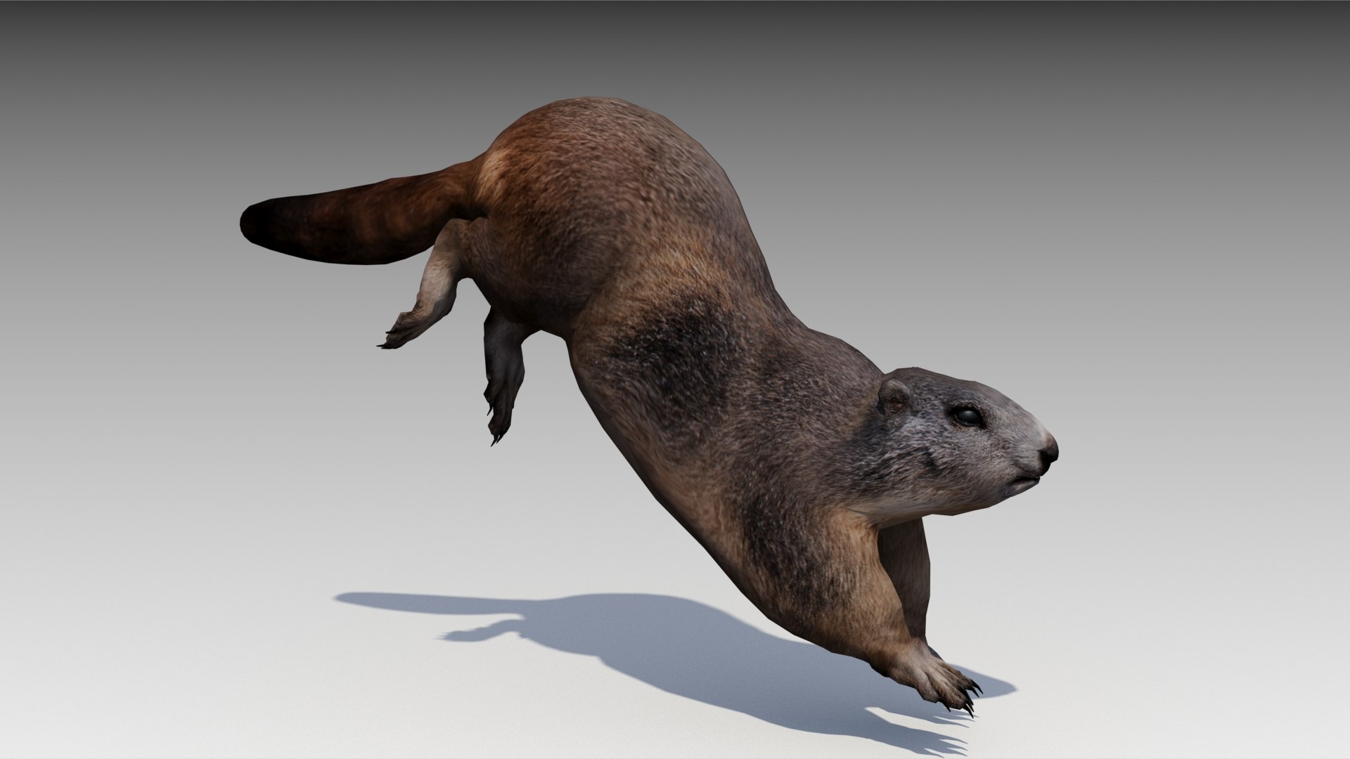 3D Model Marmot - TurboSquid 1657346