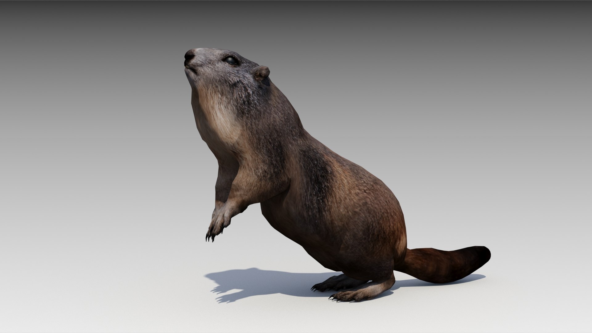3D Model Marmot - TurboSquid 1657346