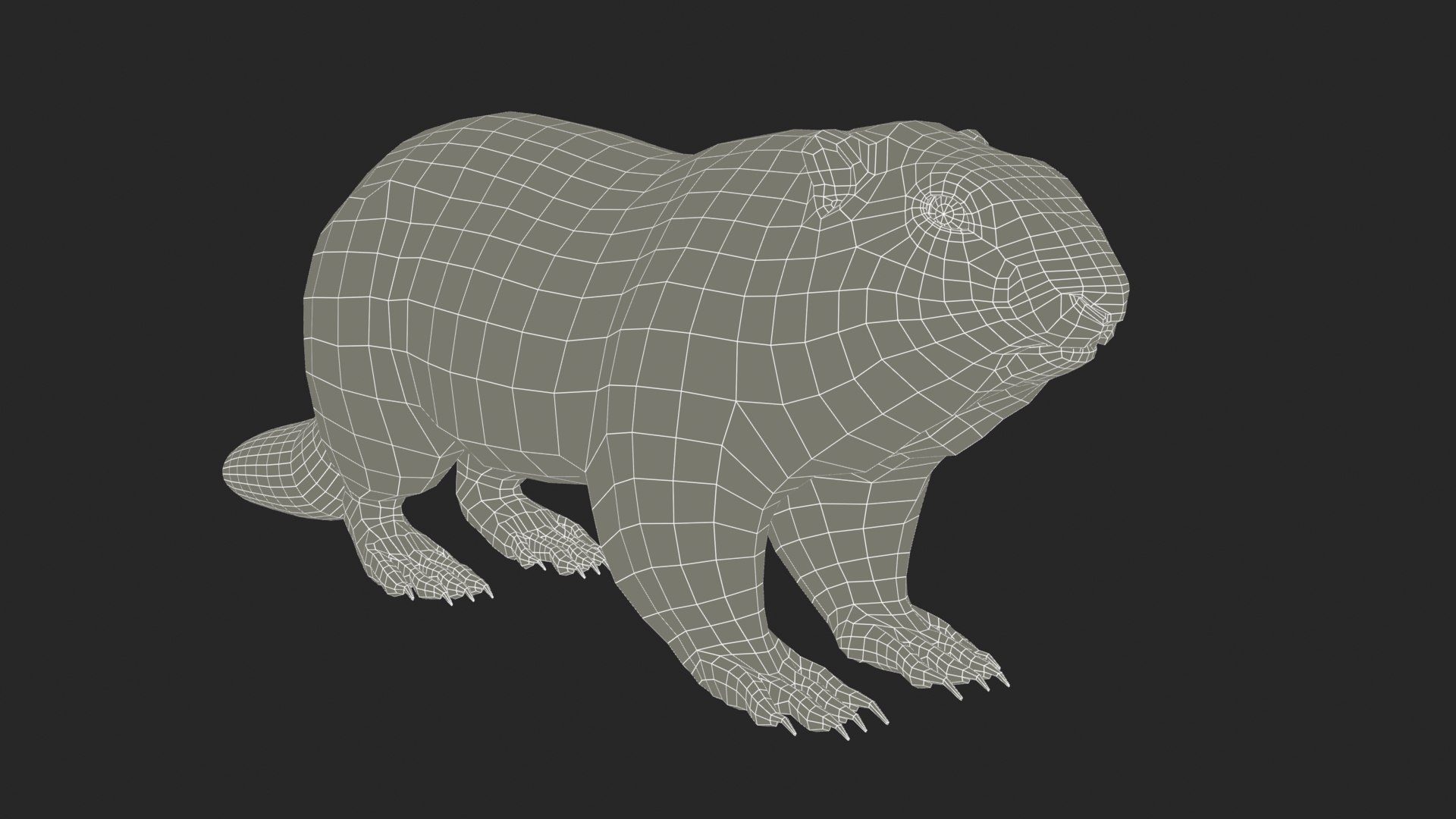 3D Model Marmot - TurboSquid 1657346