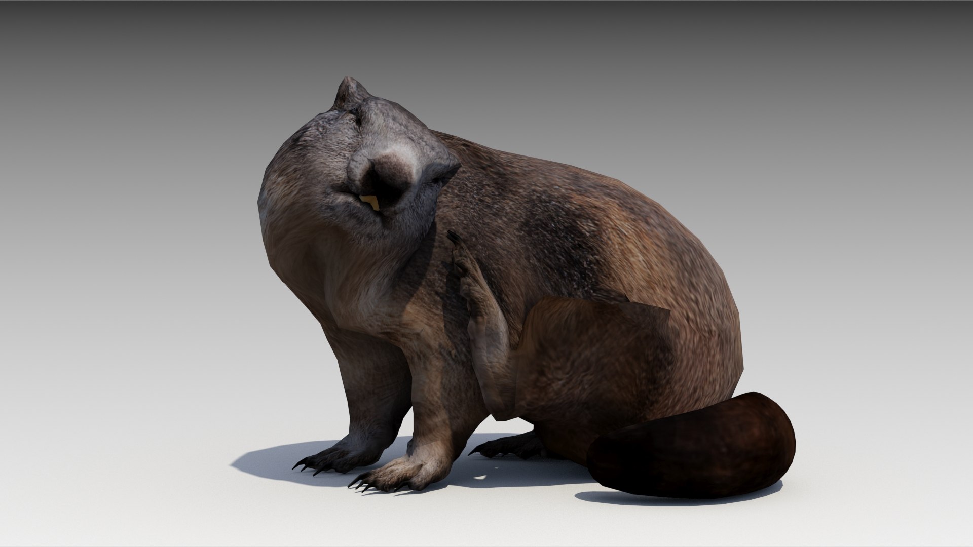3D Model Marmot - TurboSquid 1657346