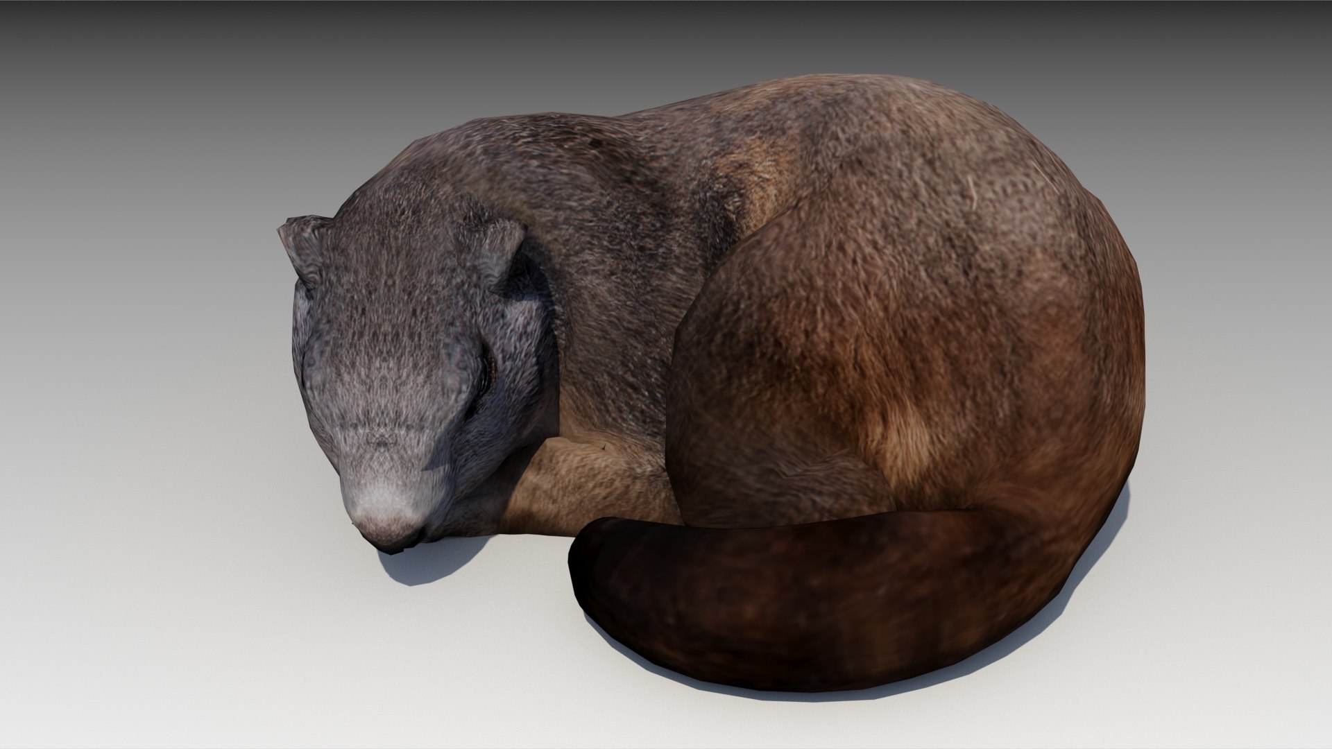 3D Model Marmot - TurboSquid 1657346