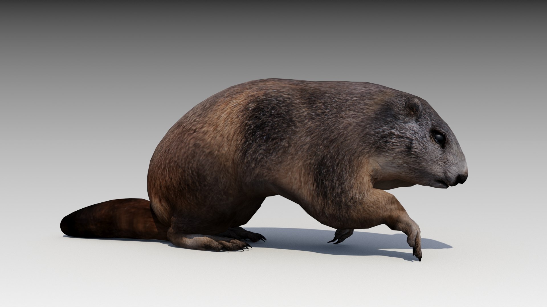 3D Model Marmot - TurboSquid 1657346
