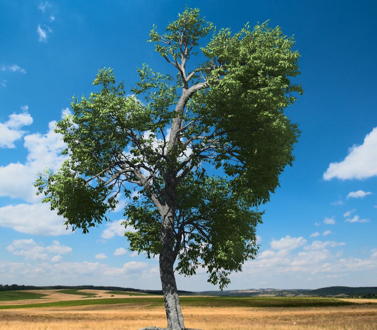 Broadleaf Tree 003 3D Model - TurboSquid 1639831