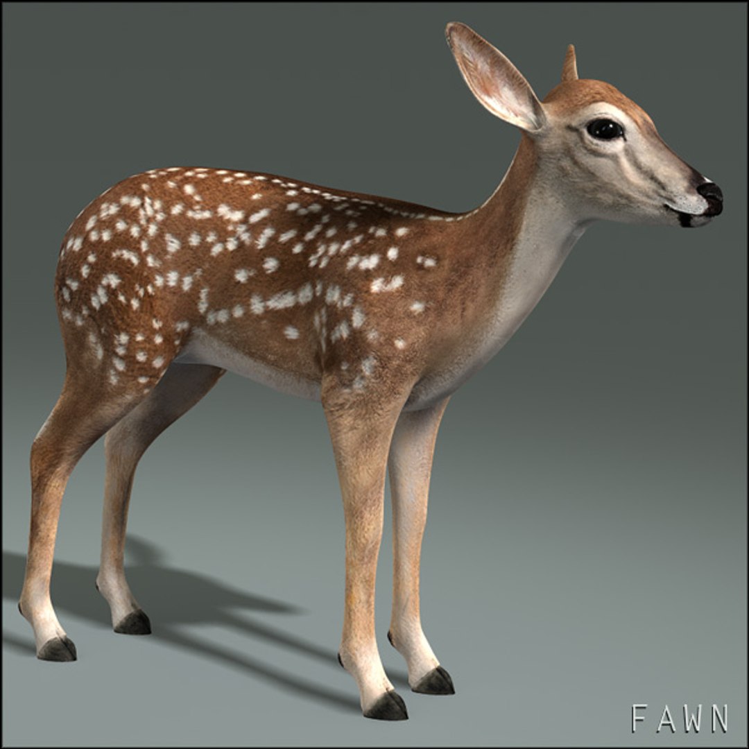 3d Model Fawn Deer