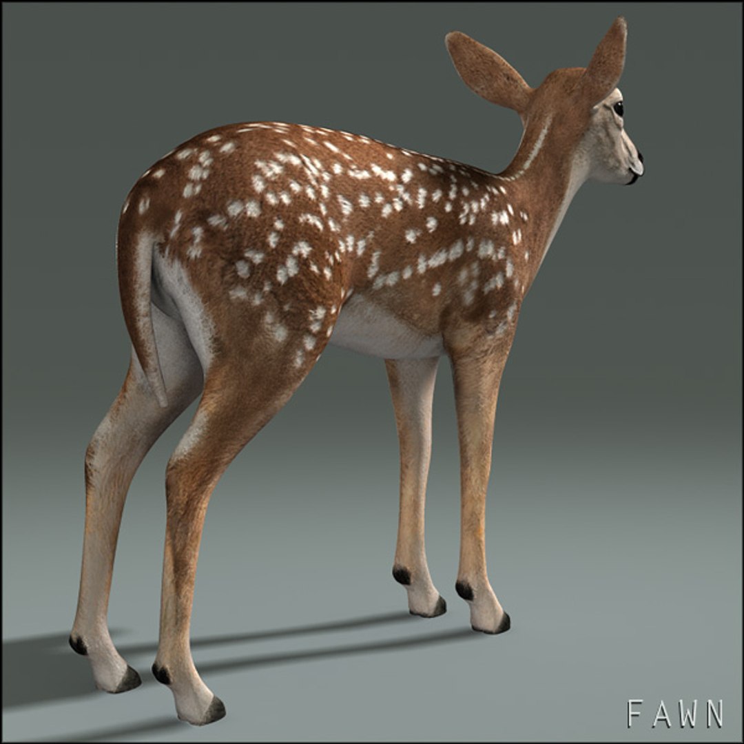 3d Model Fawn Deer