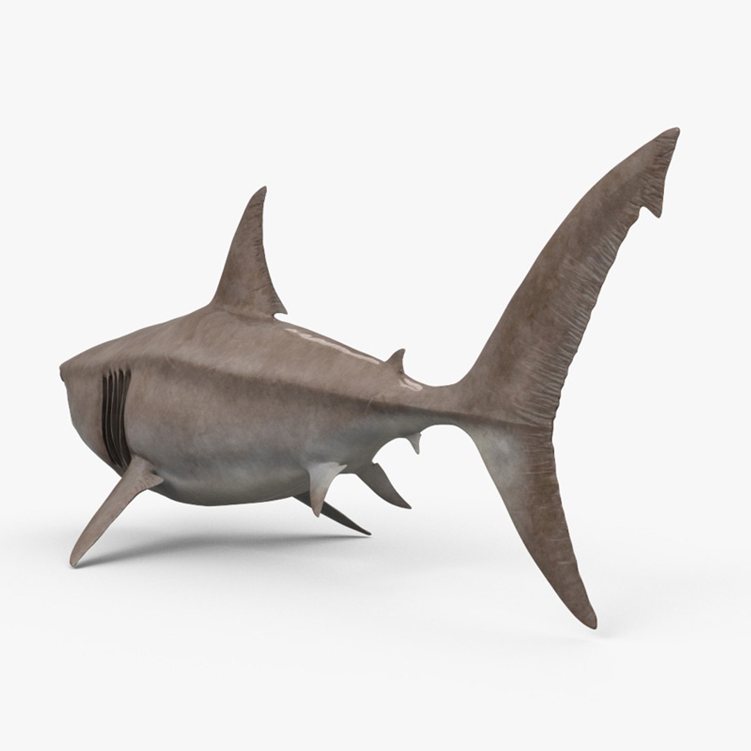 3D Megalodon HD - TurboSquid 1725846