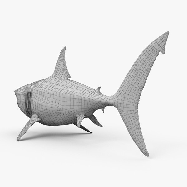 3D Megalodon HD - TurboSquid 1725846