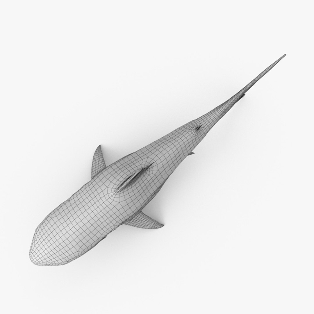 3D Megalodon HD - TurboSquid 1725846