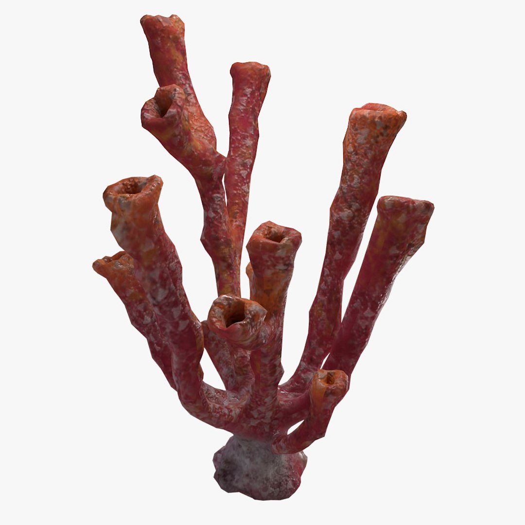 Coral Tube 3d Model