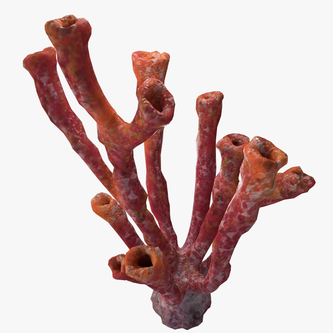 Coral Tube 3d Model