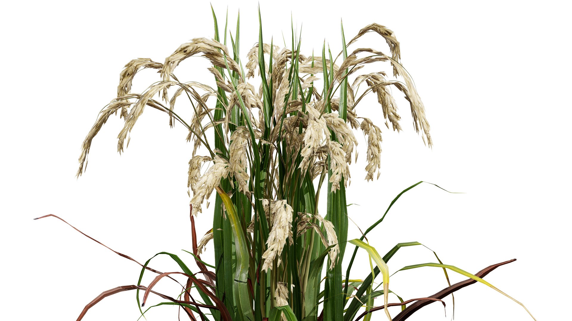 3D Asian Rice Plant 3D Model Model - TurboSquid 2326569