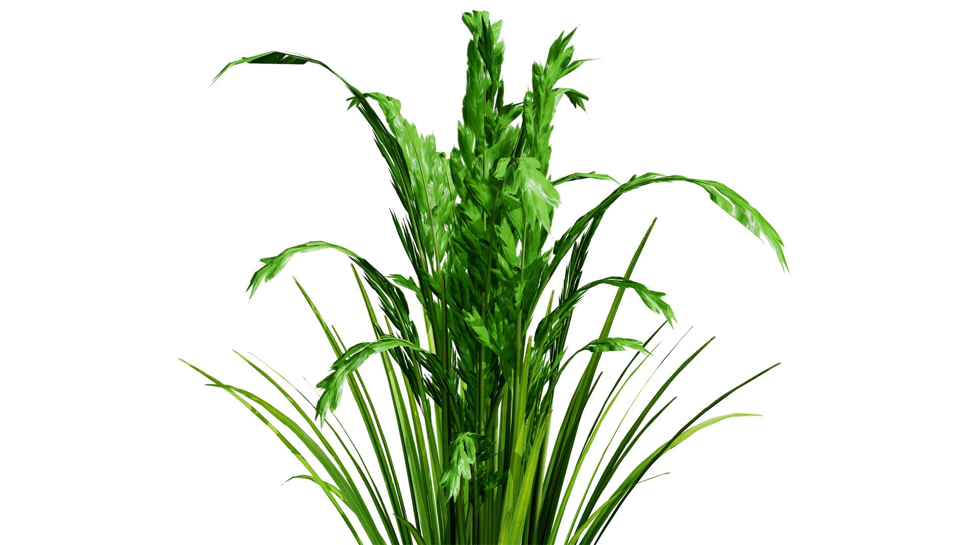 3D Asian Rice Plant 3D Model Model - TurboSquid 2326569