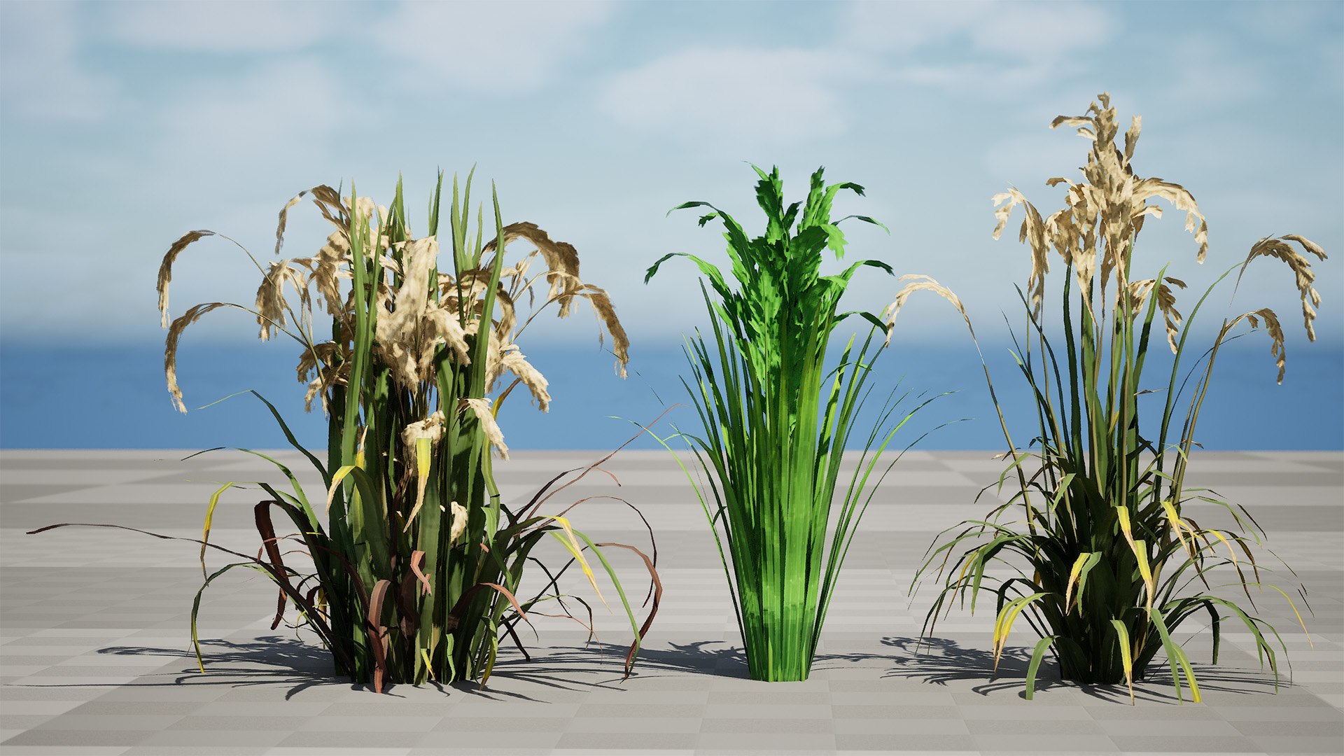 3D Asian Rice Plant 3D Model Model - TurboSquid 2326569