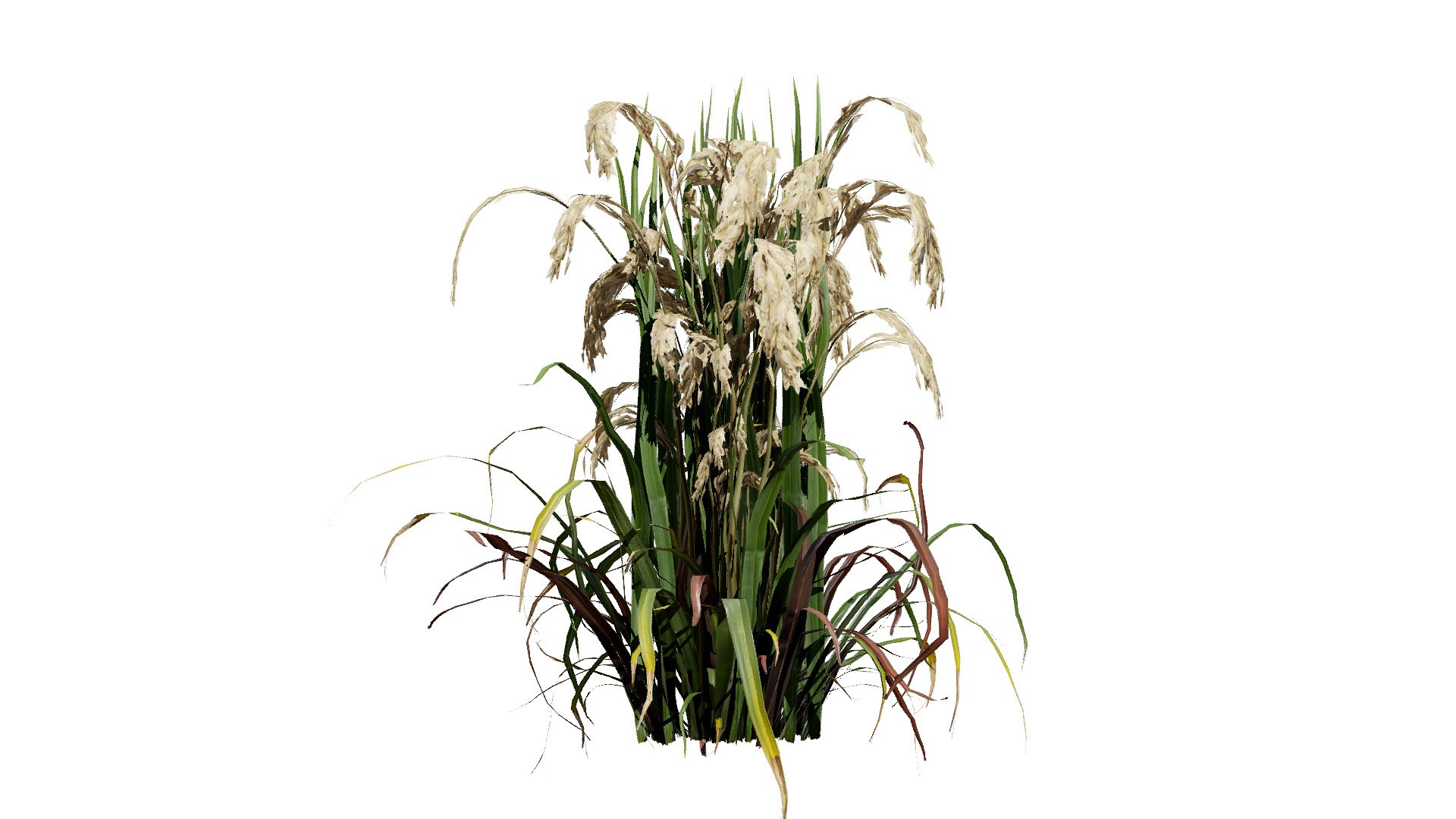 3D Asian Rice Plant 3D Model Model - TurboSquid 2326569