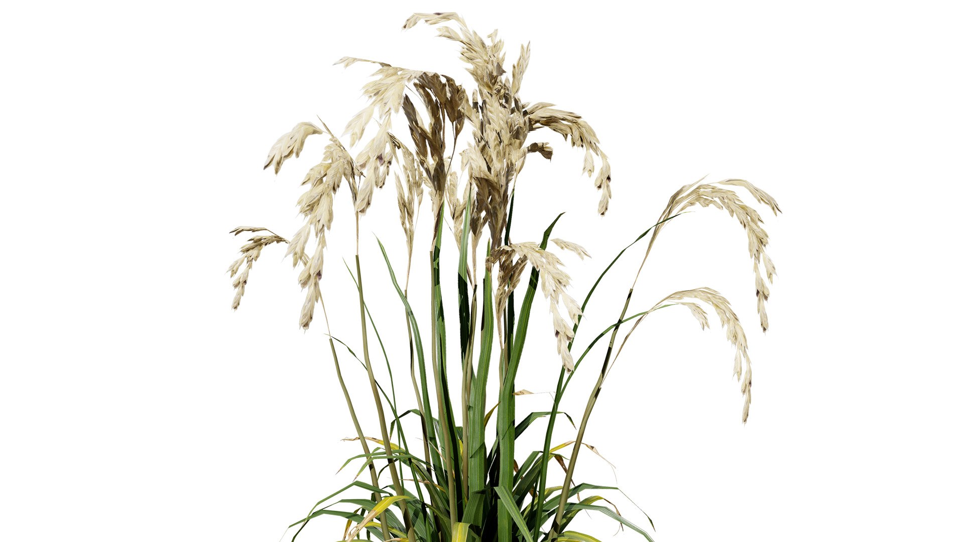 3D Asian Rice Plant 3D Model Model - TurboSquid 2326569