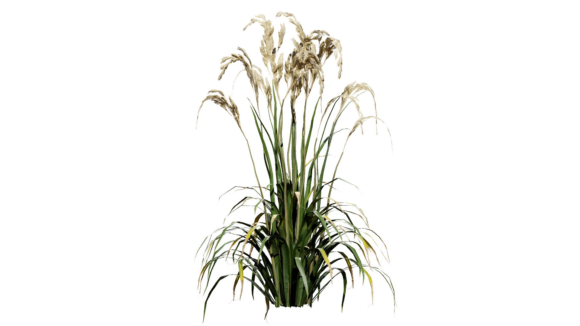 3D Asian Rice Plant 3D Model Model - TurboSquid 2326569