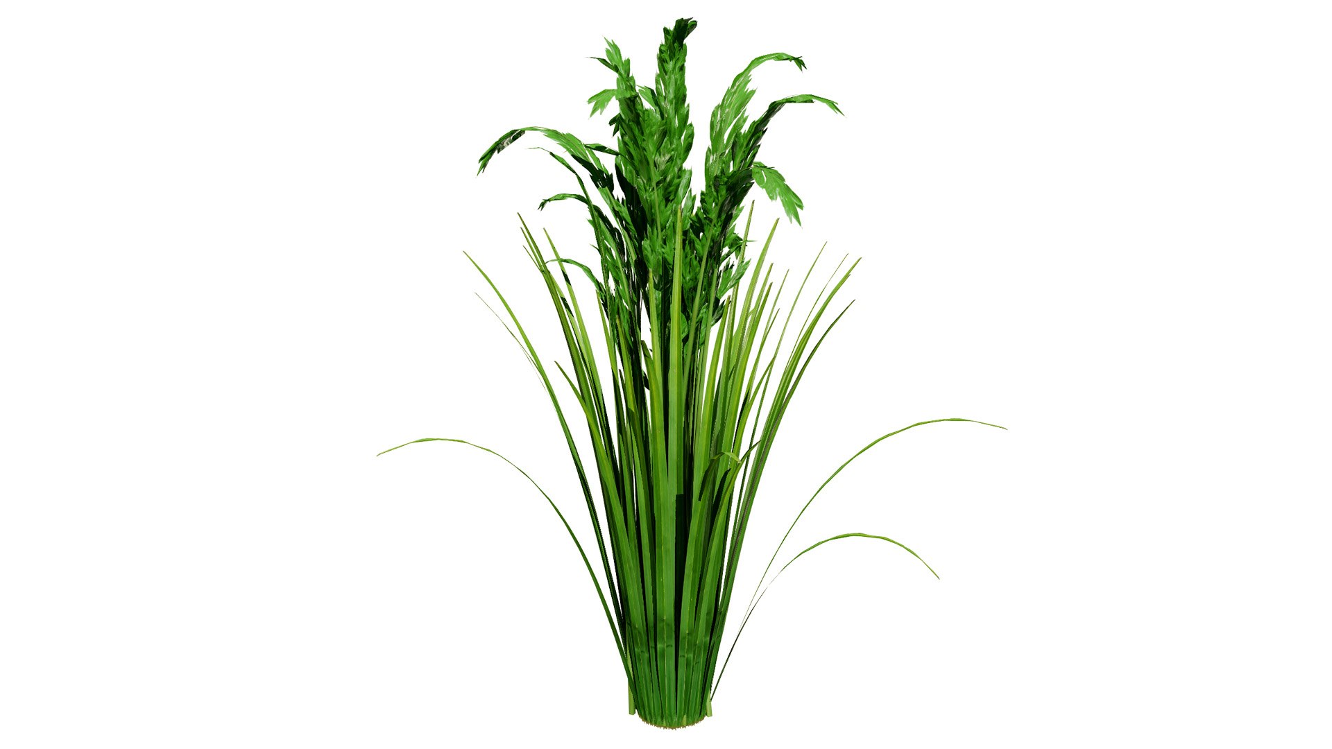 3D Asian Rice Plant 3D Model Model - TurboSquid 2326569