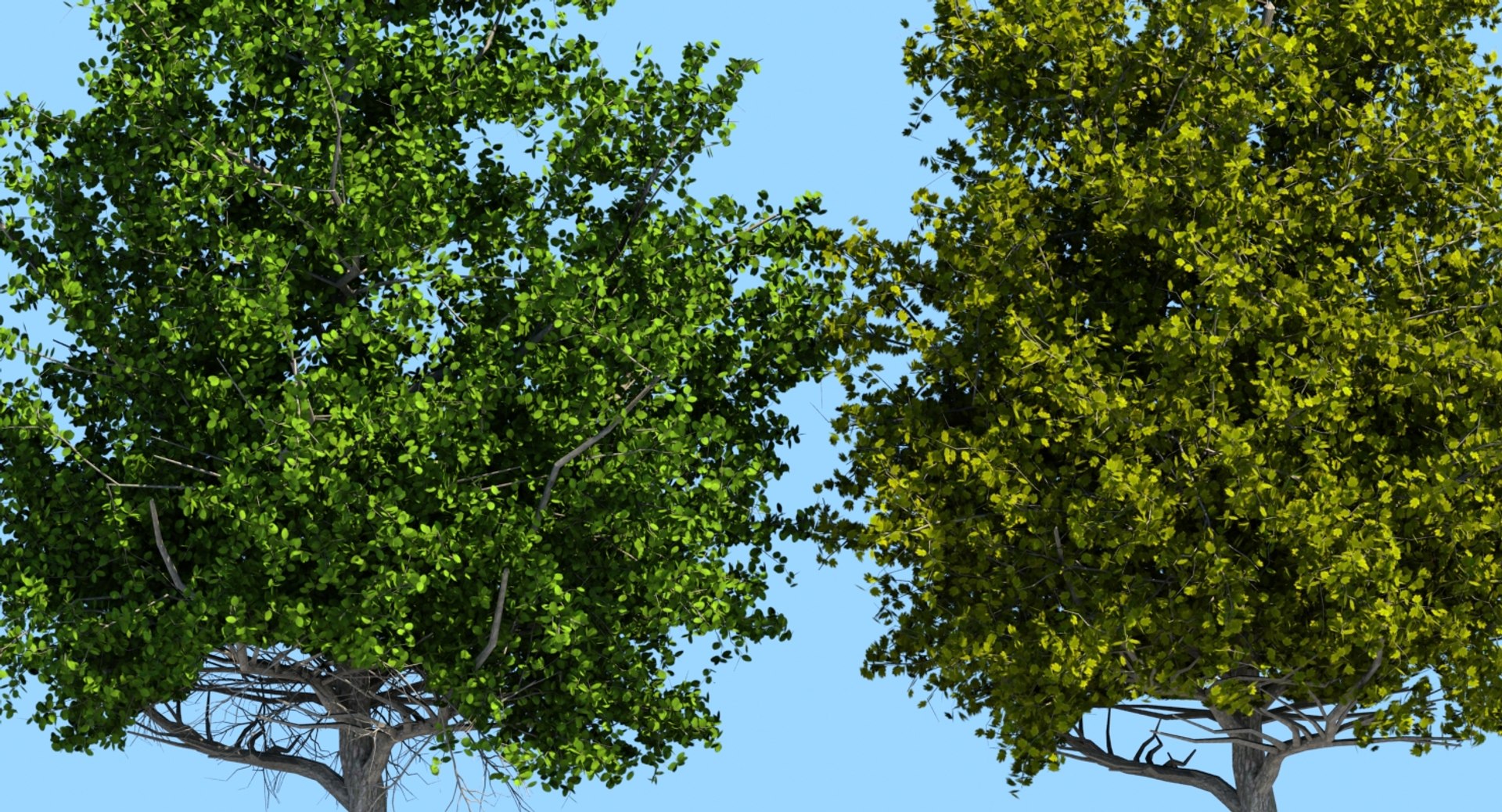 3D Generic Trees Model - TurboSquid 1379117