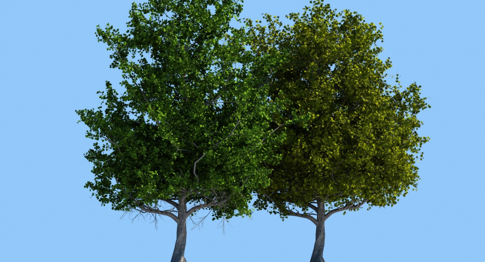 3D Generic Trees Model - TurboSquid 1379117