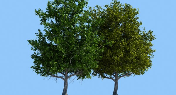 3D generic trees model - TurboSquid 1379117