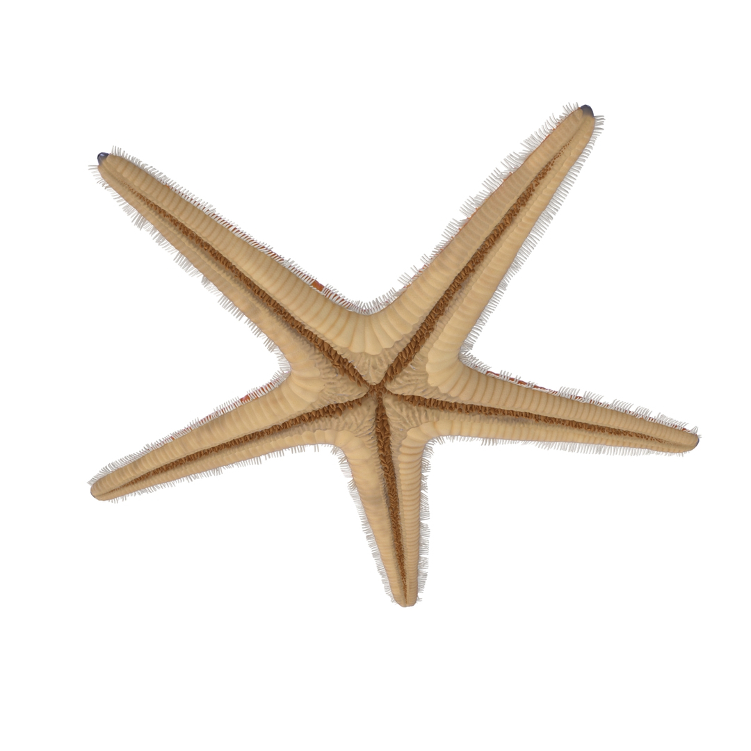3dsmax Royal Starfish Astropecten Articulatus