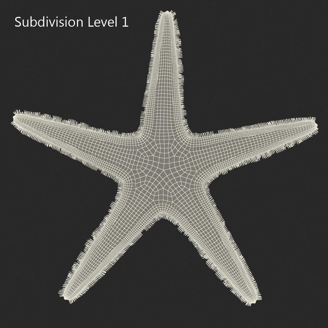 3dsmax Royal Starfish Astropecten Articulatus