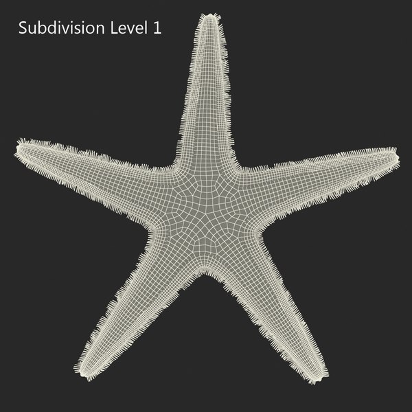 3dsmax royal starfish astropecten articulatus