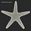 3dsmax Royal Starfish Astropecten Articulatus