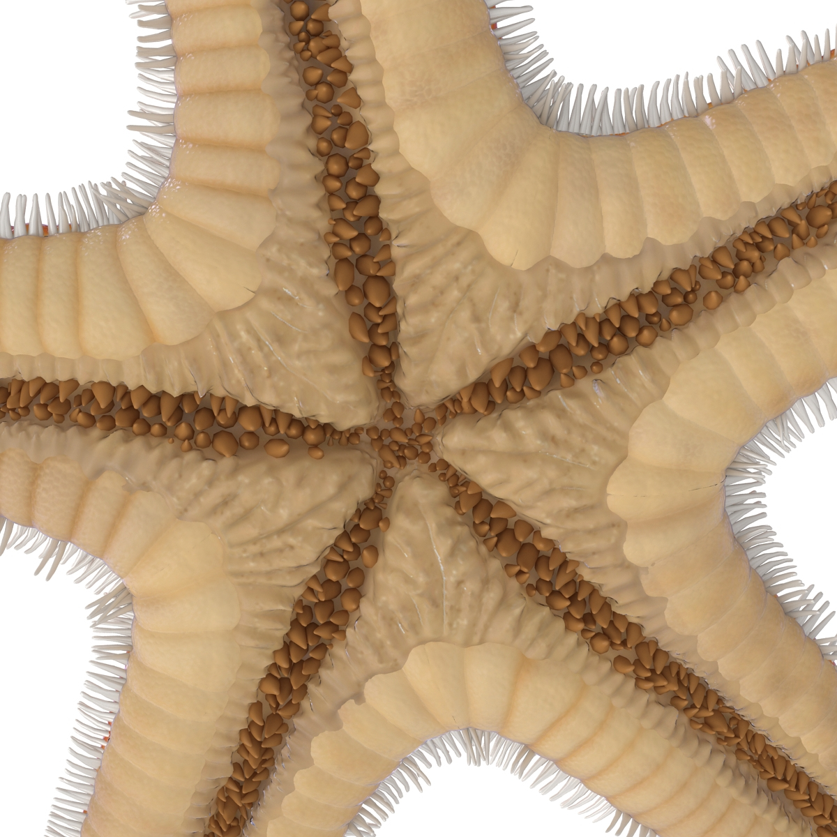 3dsmax royal starfish astropecten articulatus