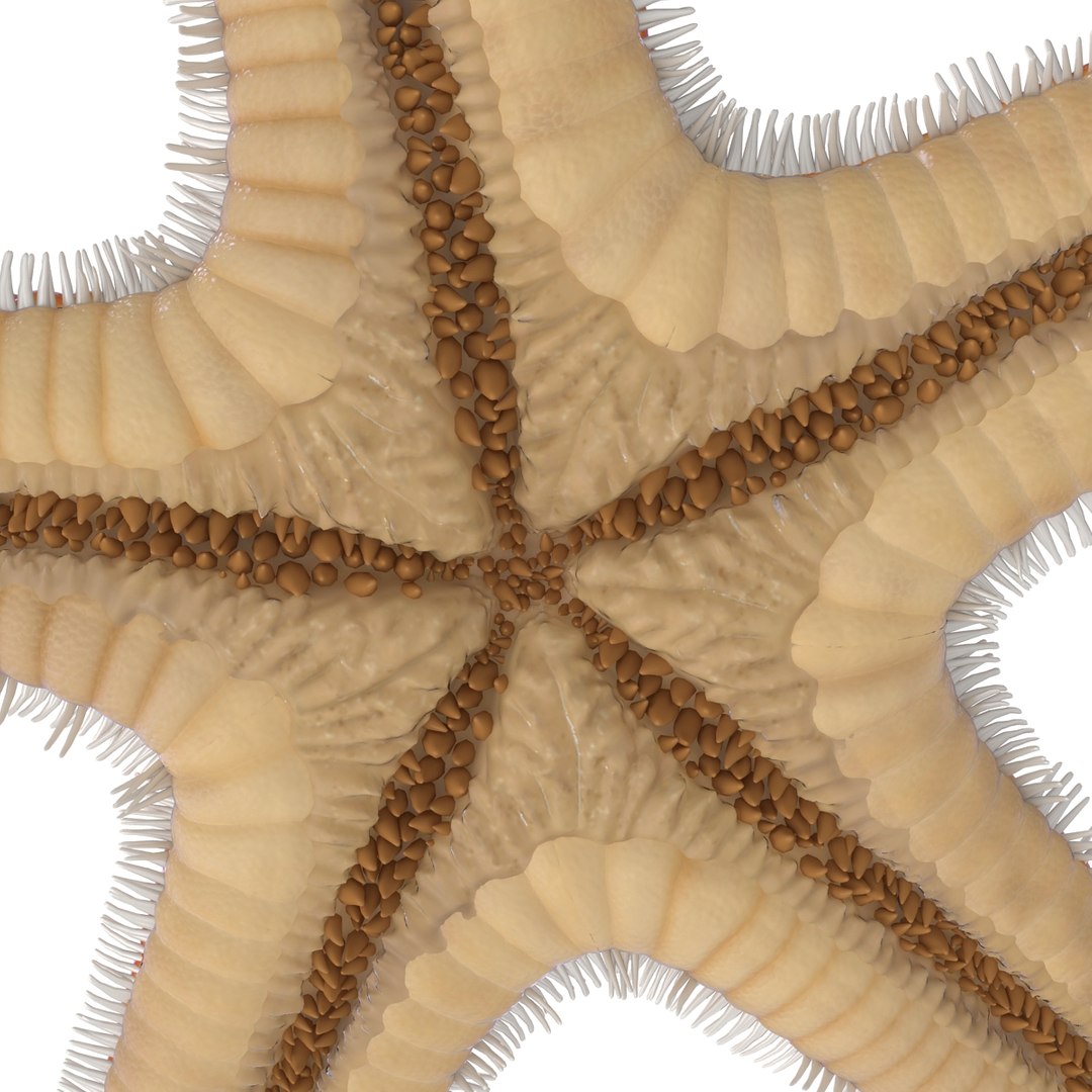 3dsmax Royal Starfish Astropecten Articulatus