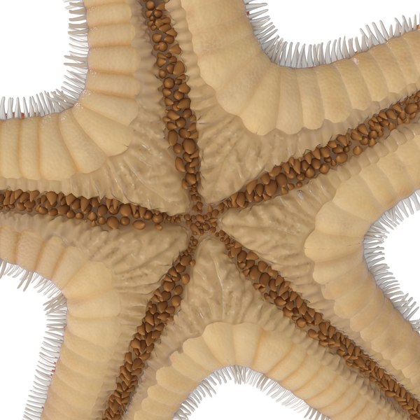 3dsmax royal starfish astropecten articulatus
