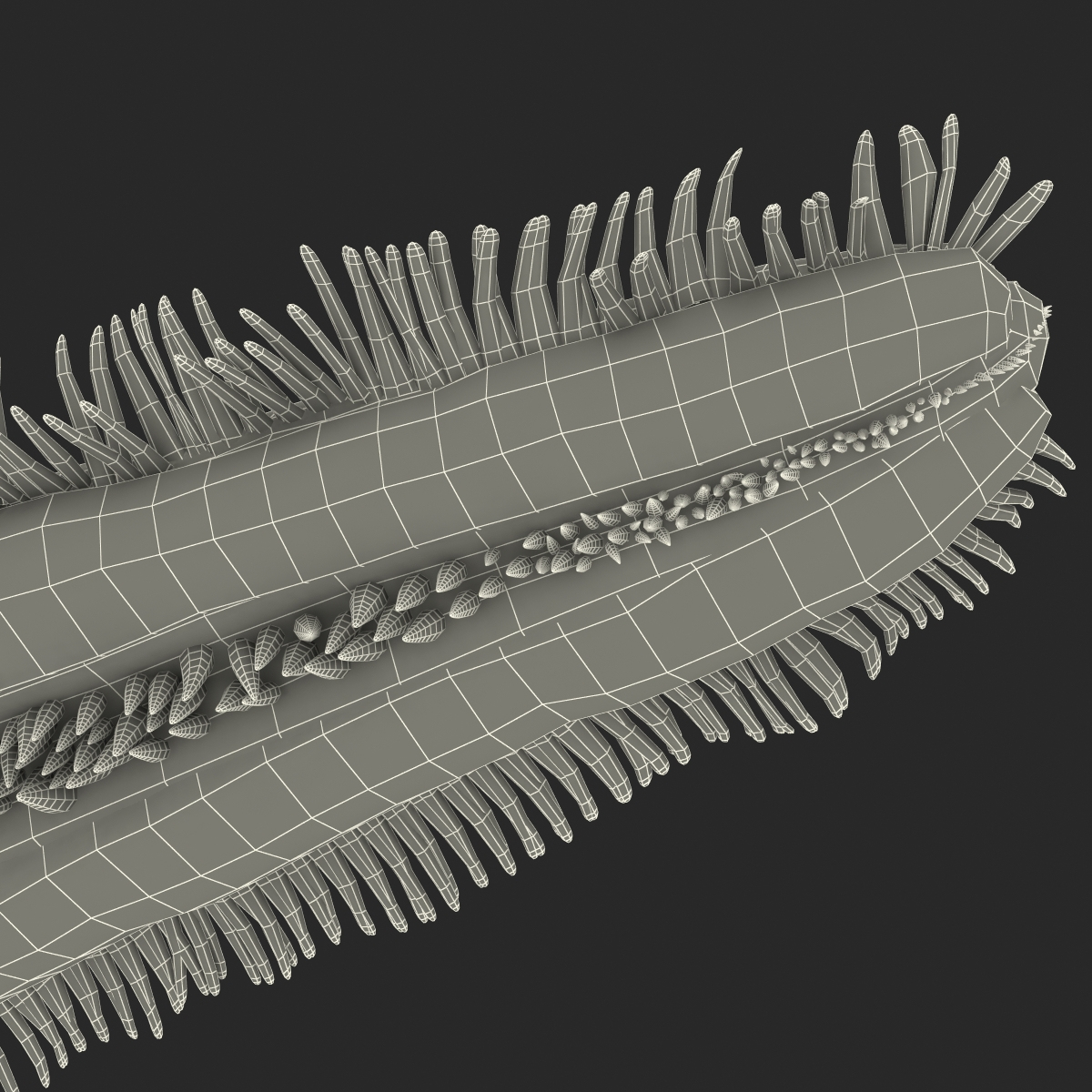 3dsmax royal starfish astropecten articulatus