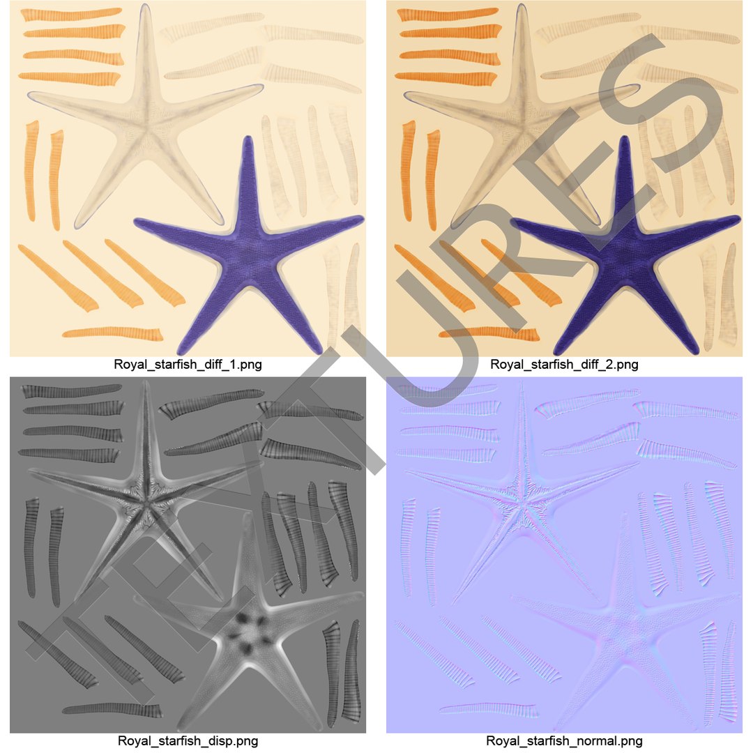 3dsmax Royal Starfish Astropecten Articulatus