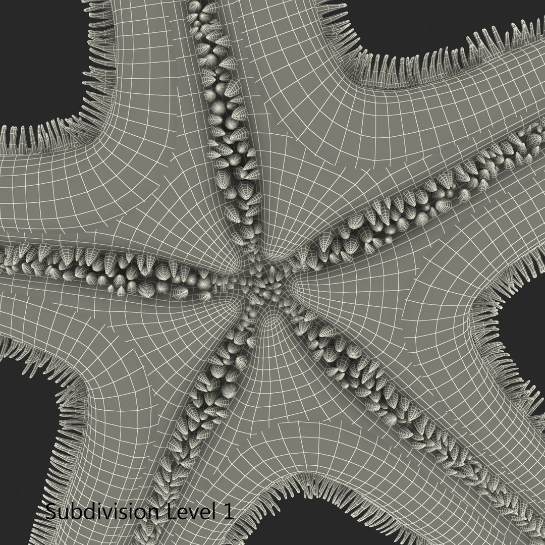 3dsmax Royal Starfish Astropecten Articulatus