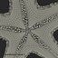 3dsmax Royal Starfish Astropecten Articulatus