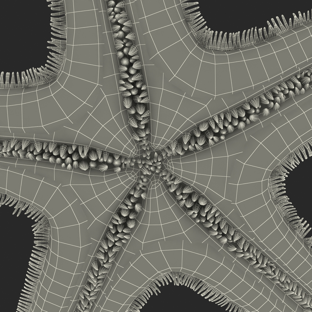3dsmax royal starfish astropecten articulatus