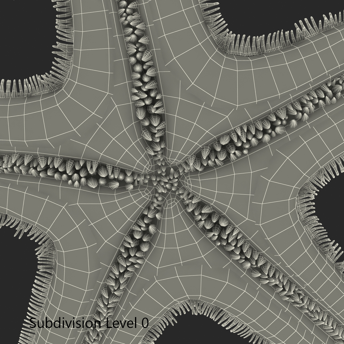 3dsmax royal starfish astropecten articulatus