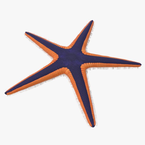 3dsmax royal starfish astropecten articulatus