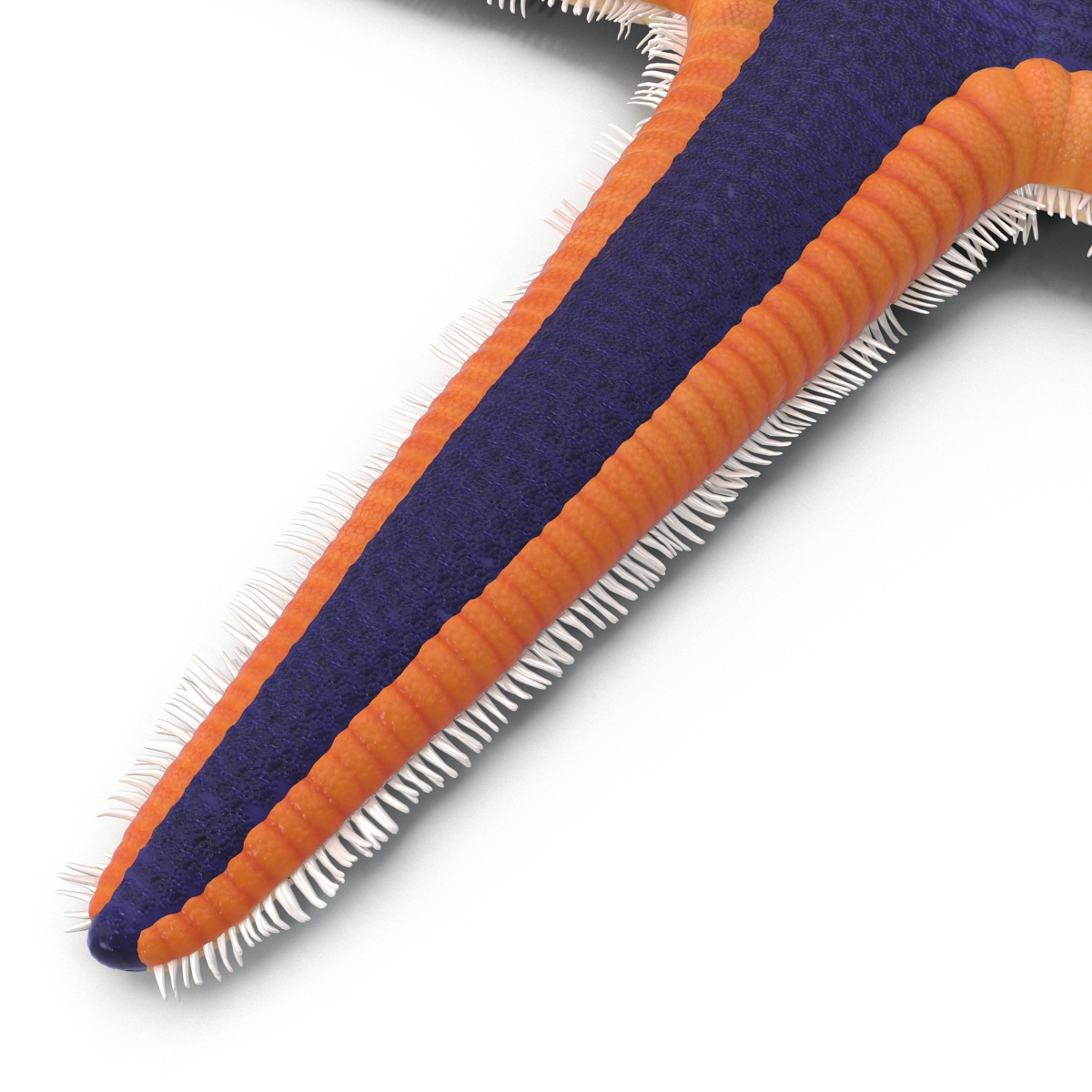 3dsmax royal starfish astropecten articulatus