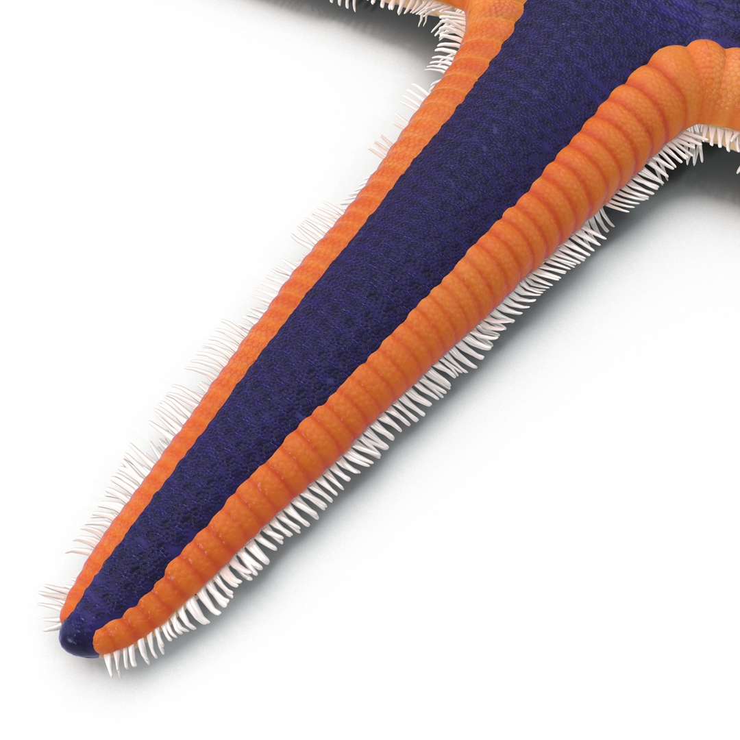 3dsmax royal starfish astropecten articulatus