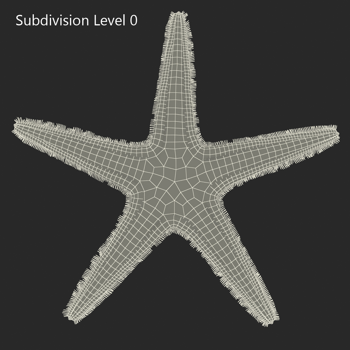 3dsmax royal starfish astropecten articulatus