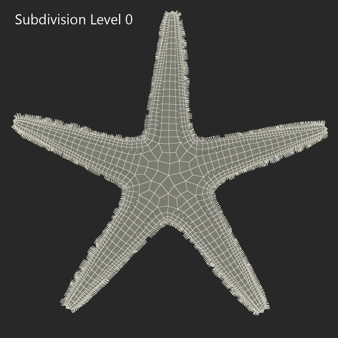 3dsmax royal starfish astropecten articulatus