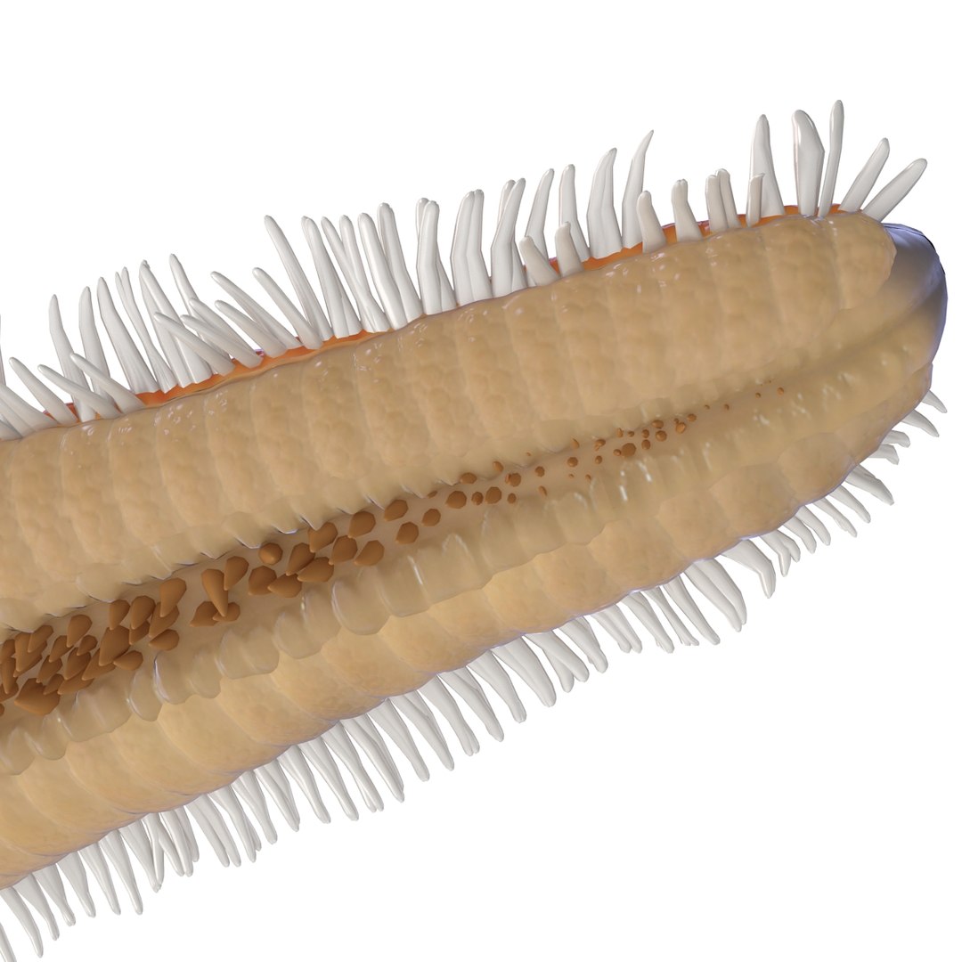 3dsmax Royal Starfish Astropecten Articulatus