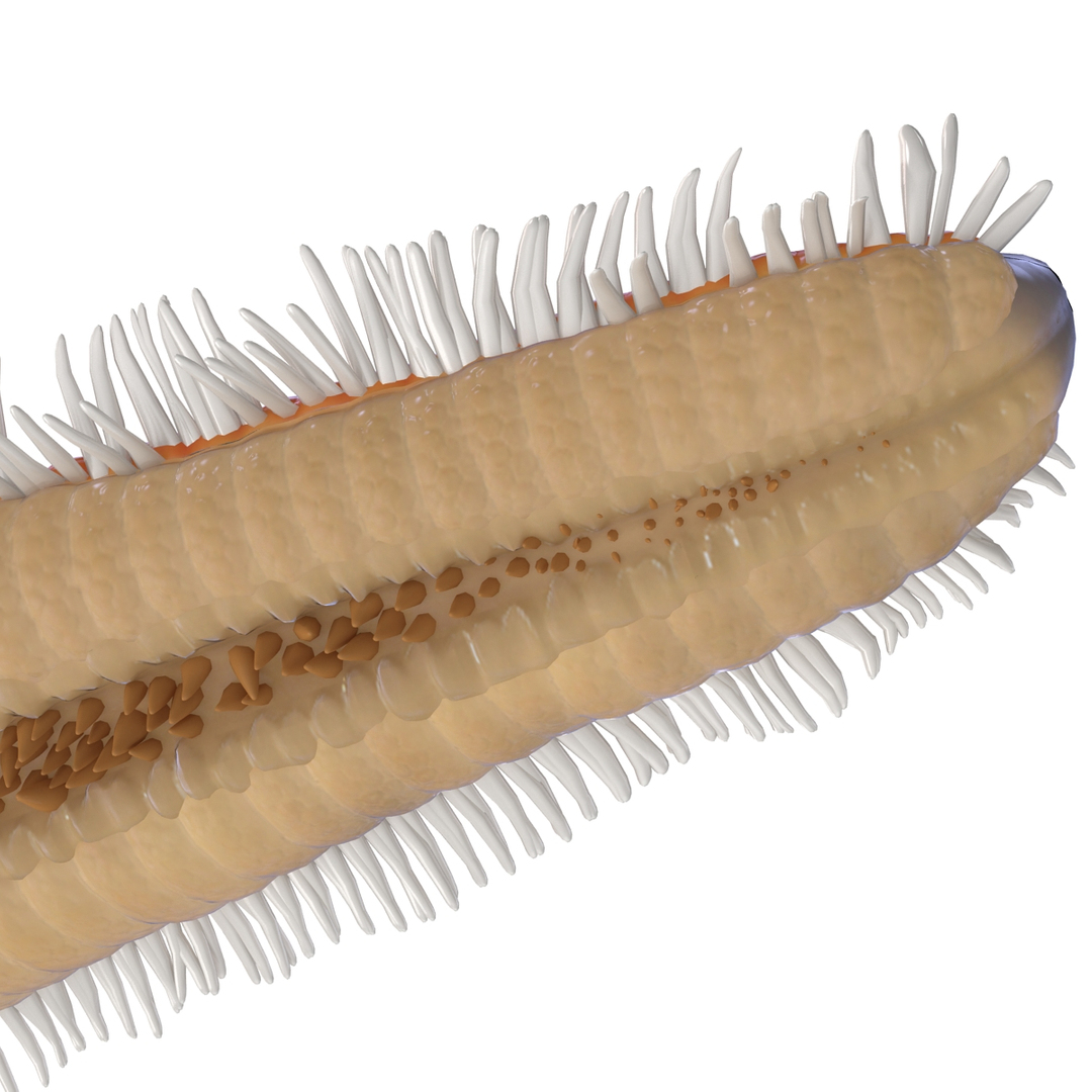 3dsmax royal starfish astropecten articulatus